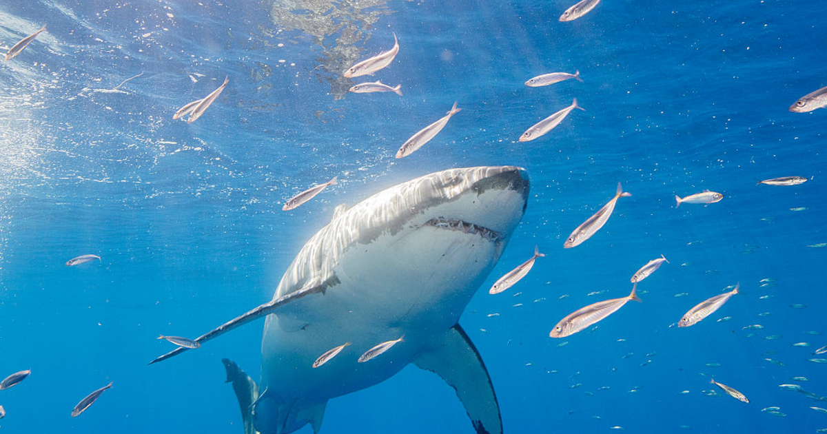 19-Foot Great White Shark Decapitates Diver in Front of Horrified ...
