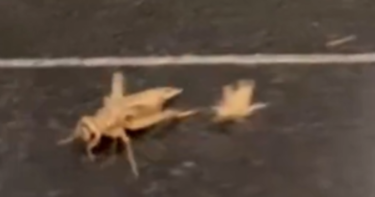 Anti-Israel Activists Dump Maggots, Crickets In Hotel Hosting Netanyahu ...