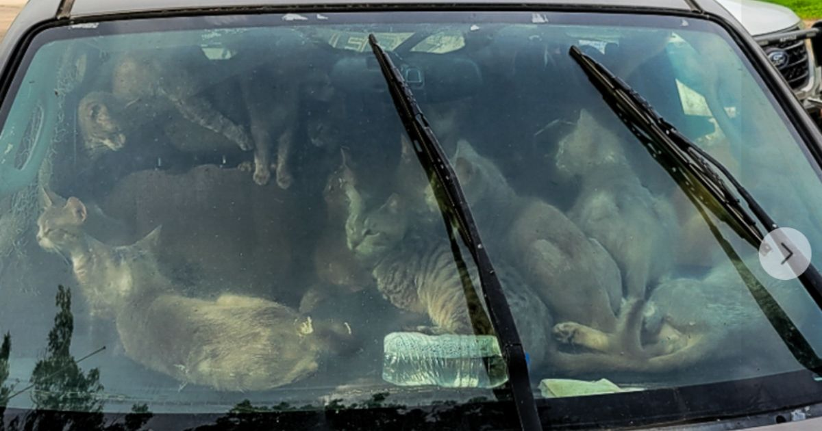 Authorities Find 47 Cats in Car at a Minnesota Rest Stop on 'Sweltering ...
