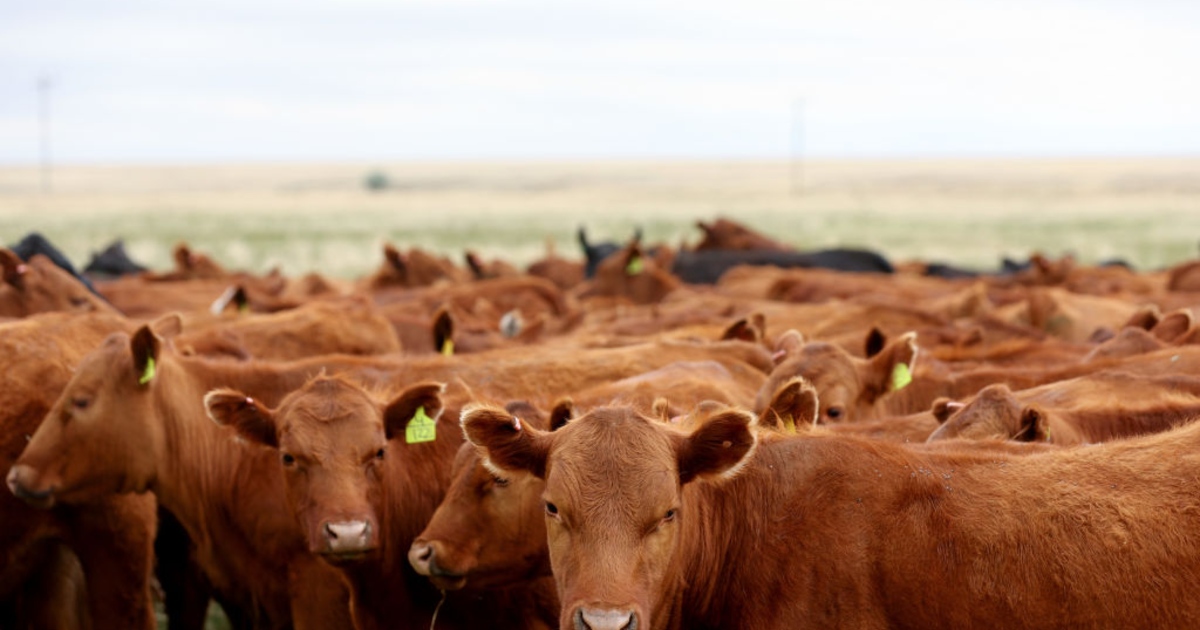 Beef Prices Climb As Egg Costs Set to Surge Over 40% — Independent ...