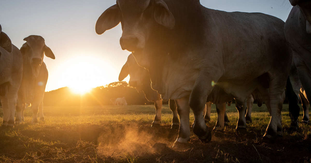 Big American Farm Raises the Alarm: Livestock Numbering in the Millions ...