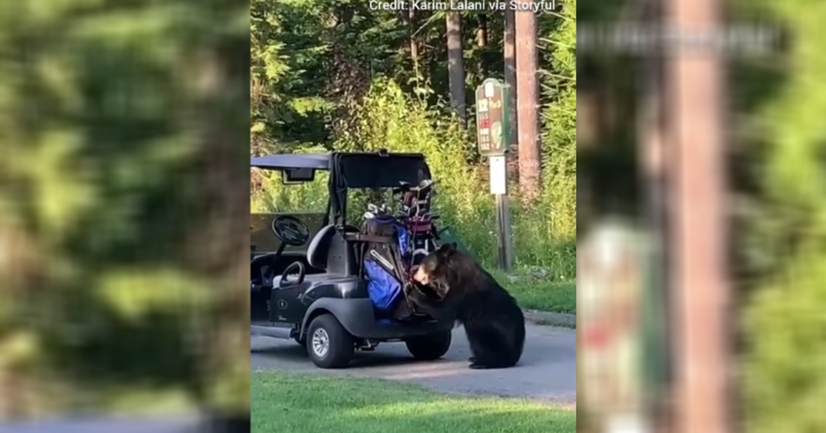Video: Black Bear Breaks Into Golfer’s Bag and Steals It — Independent ...
