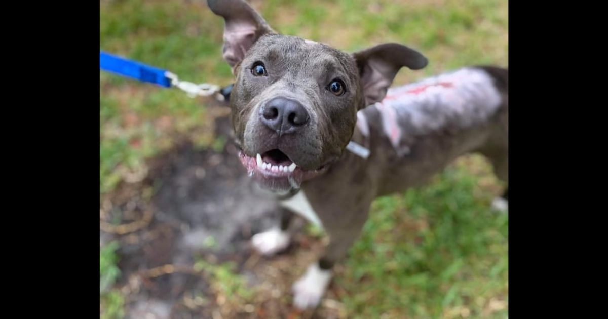 Dog Finally Finds Loving Family After Suffering Chemical Burns and ...