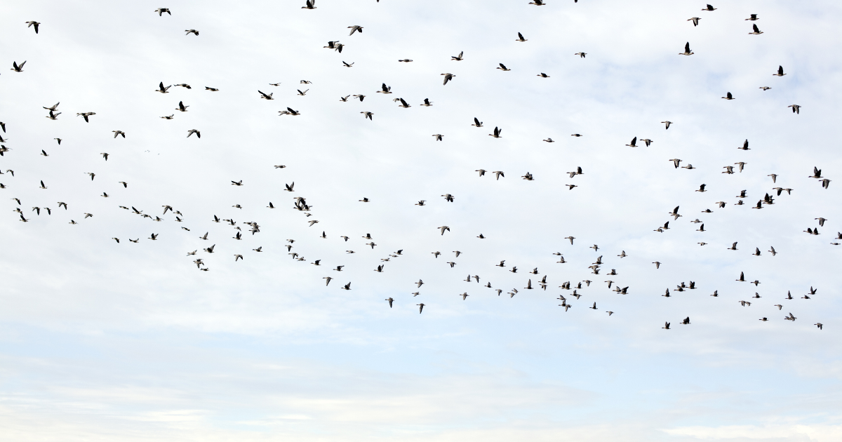 Dozens of Bird Species To Be Renamed After Current Names Declared ...