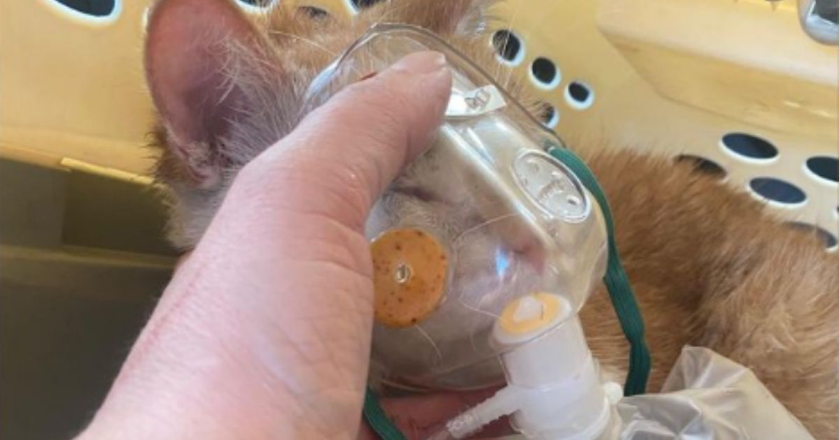 Firefighters Rescue 9 Kittens After Home Housing Local Rescue Supplies ...