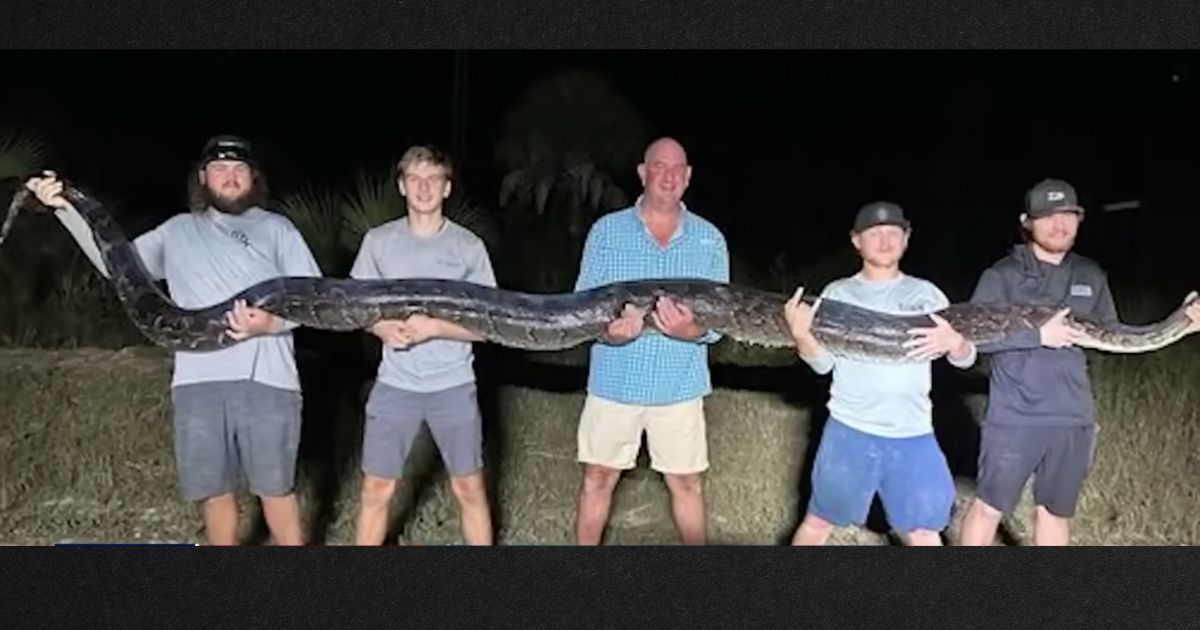 Five Men Jump on Massive Snake in US Swamp, Come to Big Realization ...