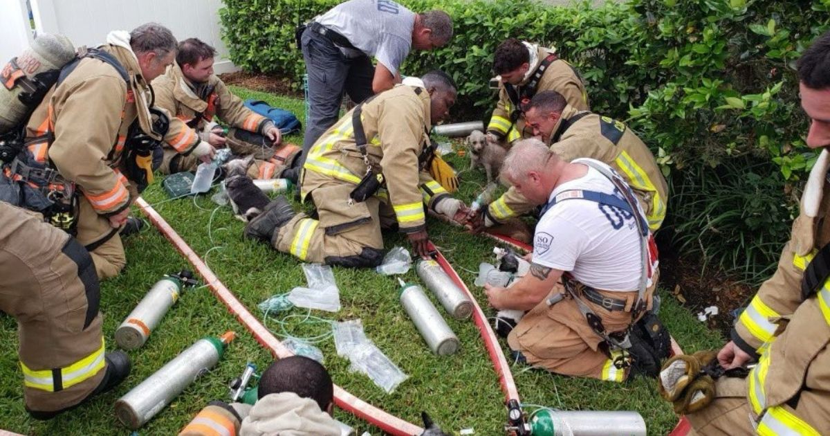 Florida Firefighters Rescue 7 Pups from Unoccupied Home – Cause of Fire ...