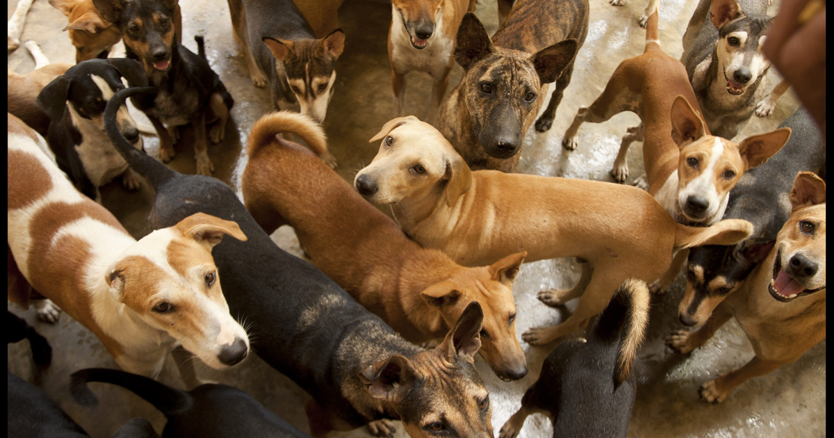 ‘Groundbreaking’ Drug Could Remove One of the Biggest Flaws of Big Dogs ...