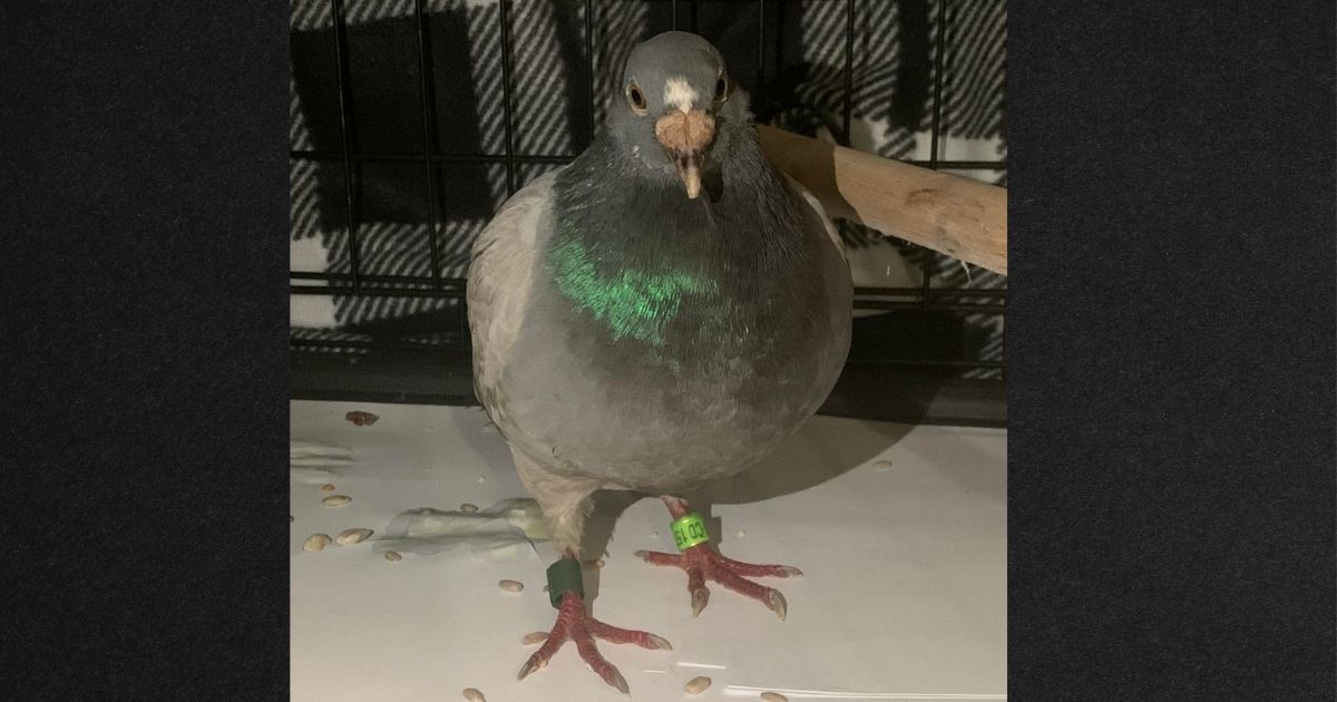 Homing Pigeon Named Bob Makes Wrong Turn, Ends Up Traveling from ...