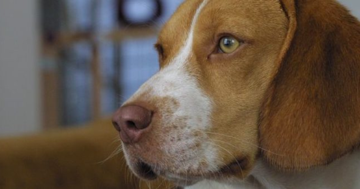 Jay Bhattacharya Closes NIH’s Last Beagle Lab — Independent Journal Review