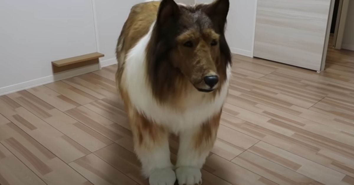 Man Who Tried to Transform Himself Into Dog Abandoning Dream After ...