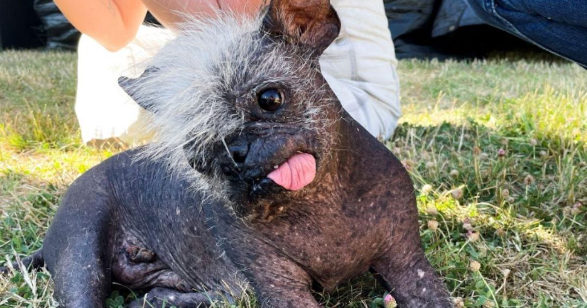 Meet 'Mr. Happy Face,' a Rescue Dog and the 2022 Winner of the 'World's ...