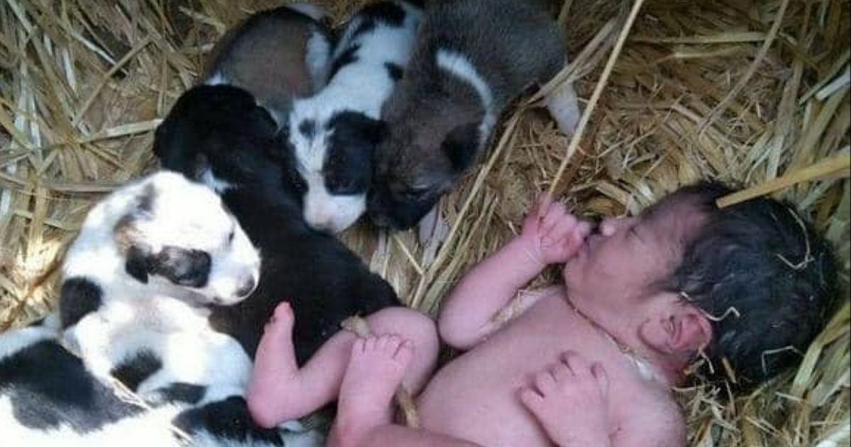 Mother Dog Takes in Abandoned Newborn, Locals Find Baby Safe Snuggled ...