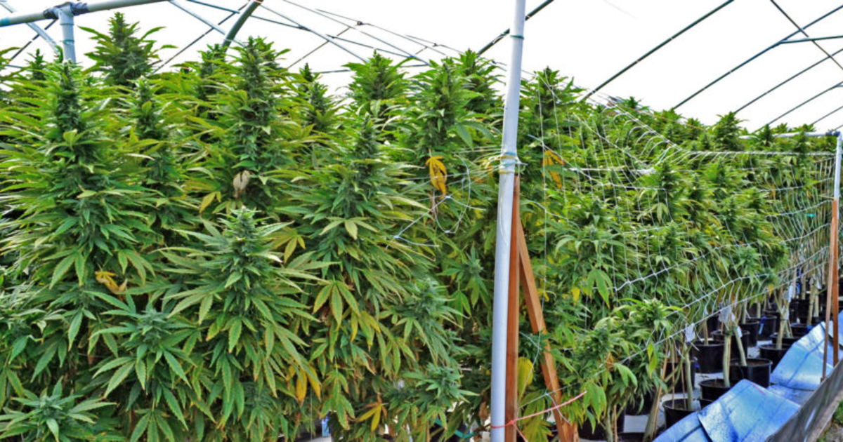 National Guard Joins DEA In California Desert To Bust Illicit Marijuana ...