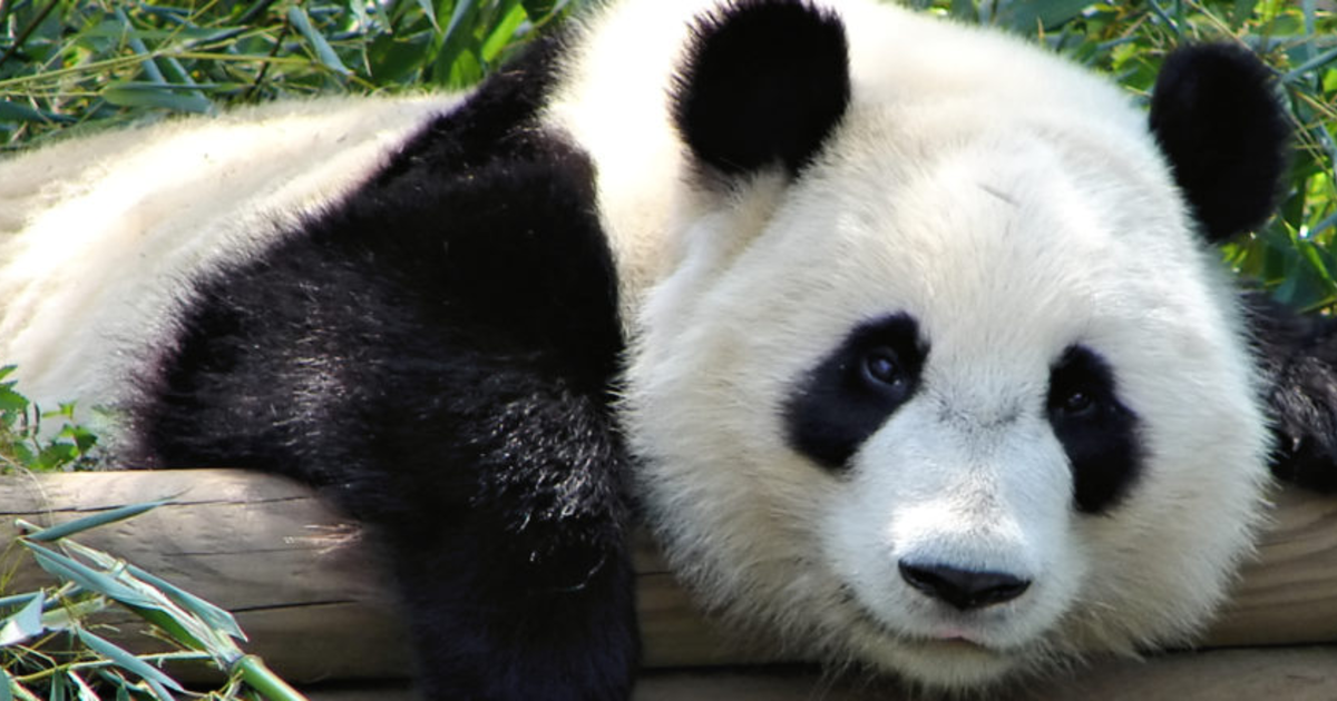 Panda Conservation Projects Backfiring After American Zoos Dished Out ...