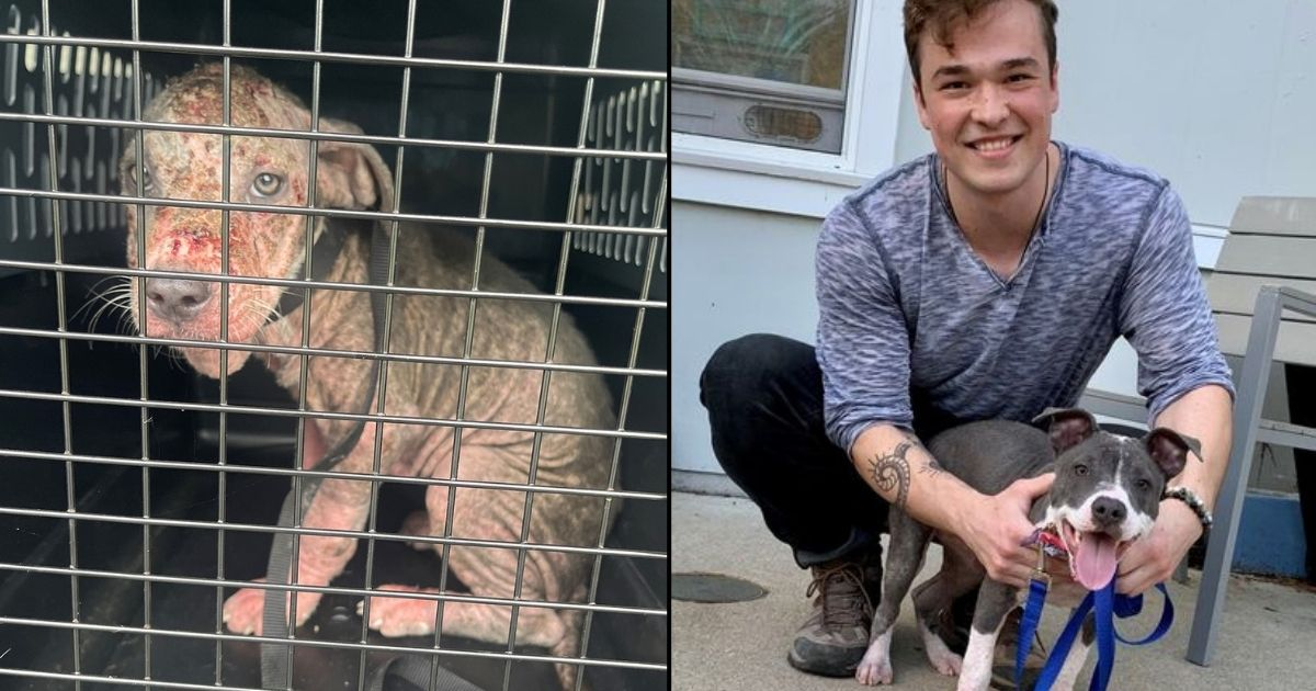 Starving, Sick Puppy Found in Middle of Busy Road Travels Over 1,300 ...
