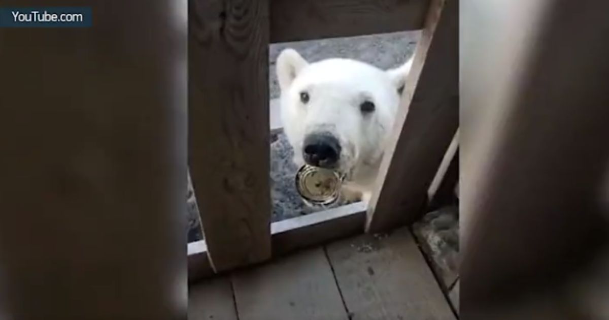 Video: Injured and Starving Polar Bear Cub Turns to Humans for Help ...