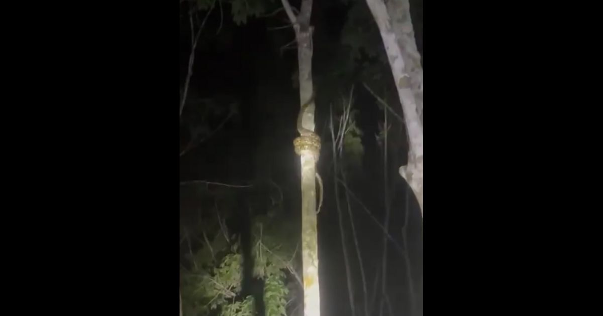 Video of How Snakes Climb Trees Goes Viral – This Will Make Any Fear of ...