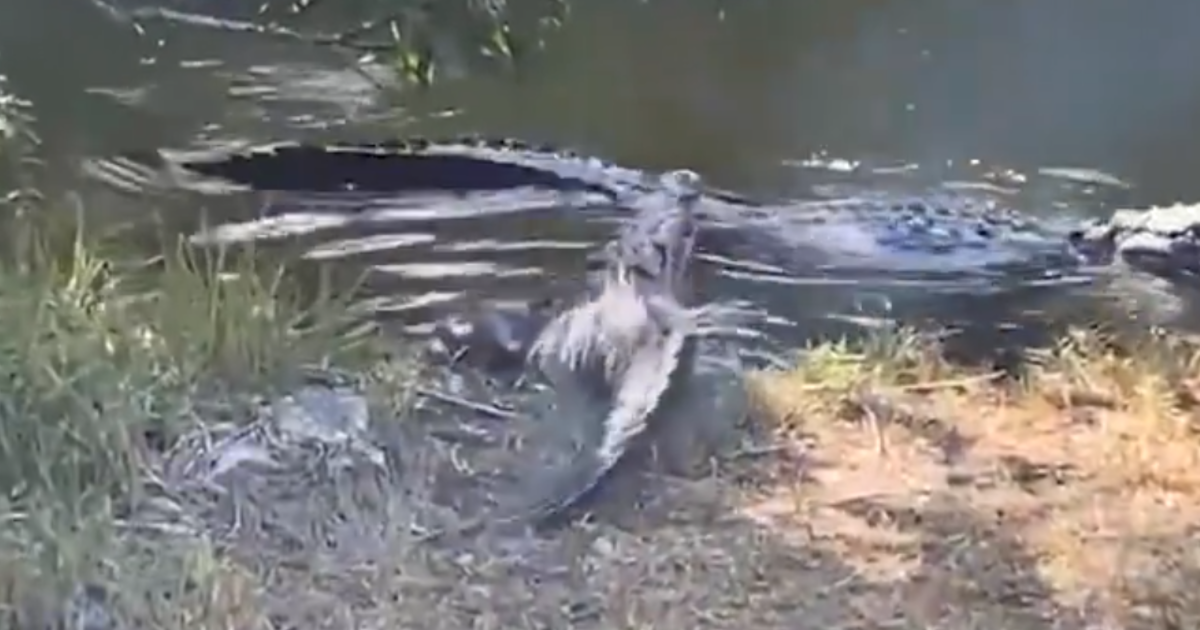 Watch: Crocodile Confronts Alligator in Tense Everglades Standoff ...