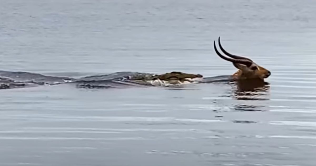 Watch: All Hope Looks Lost for Antelope in Croc-Infested Water, but ...