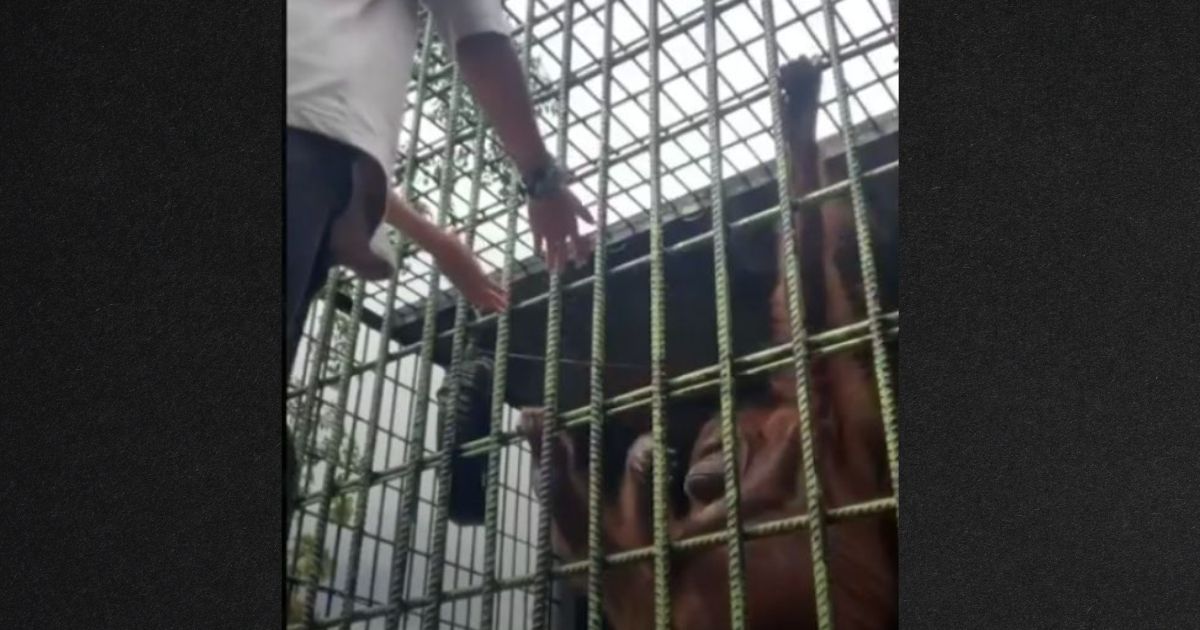 Watch: Man Gets Too Close to Orangutan, But It Instantly Teaches Him ...
