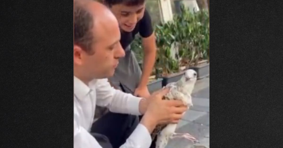 Watch: Man Taunts Seagull While Holding it, Makes Biggest Mistake of ...