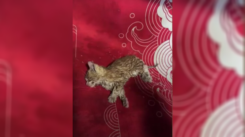 Frozen Kitten Revived by Woman Who 'Defrosted' It With Hair Dryer: Video